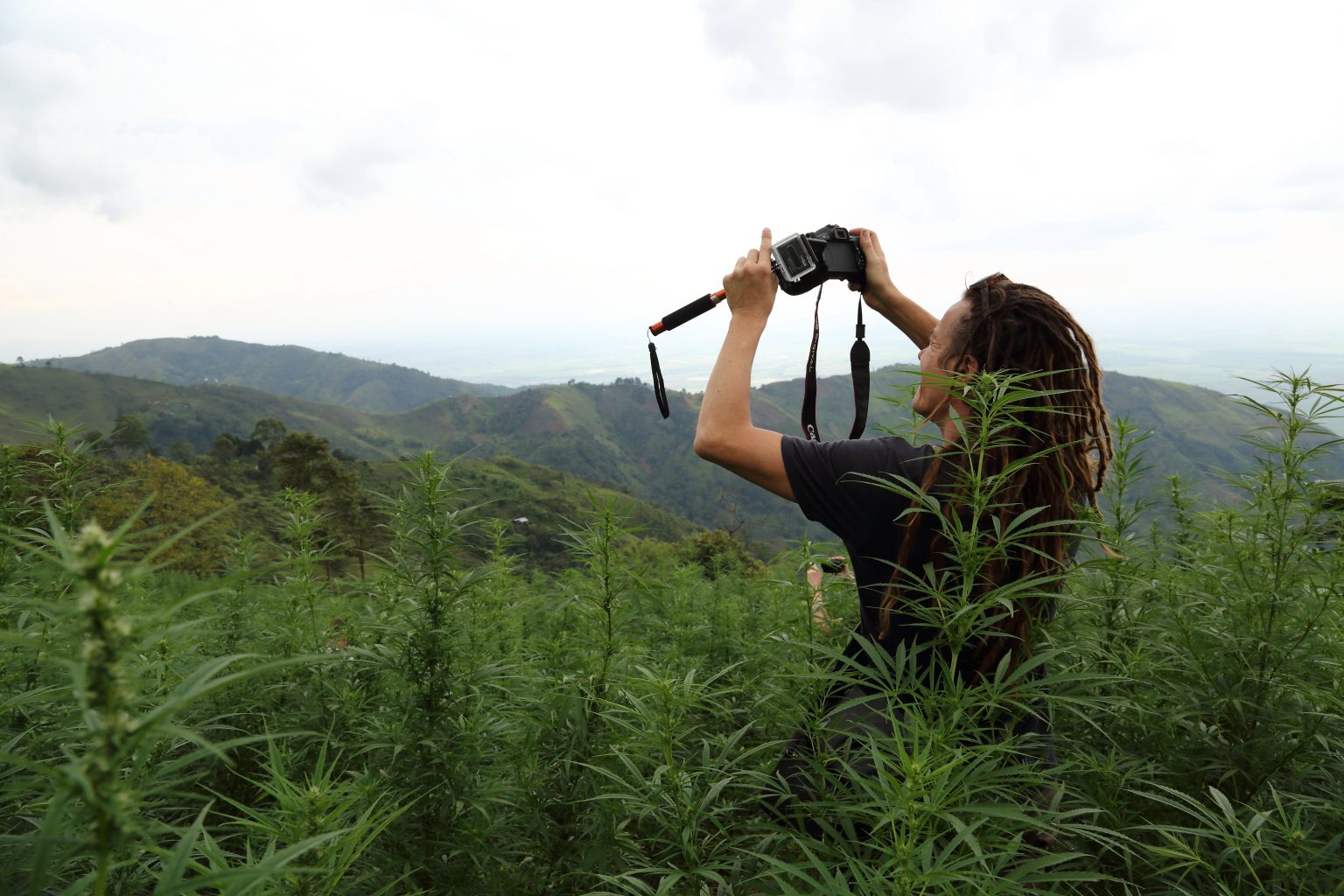 About – Strain Hunters – Purveyors of Fine Landraces