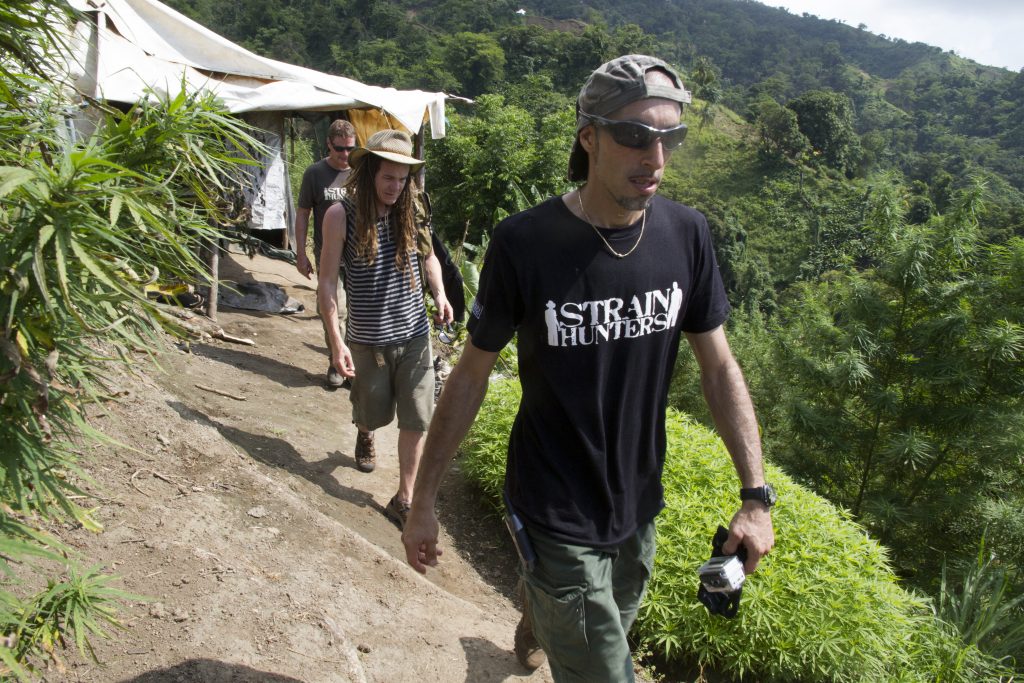 About – Strain Hunters – Purveyors of Fine Landraces